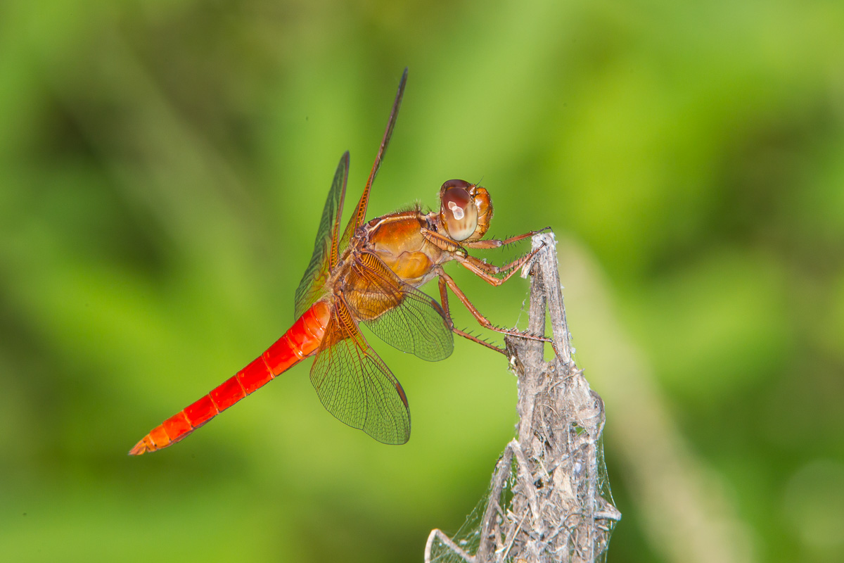 Neon Skimmer (Libellula croceipennis)
