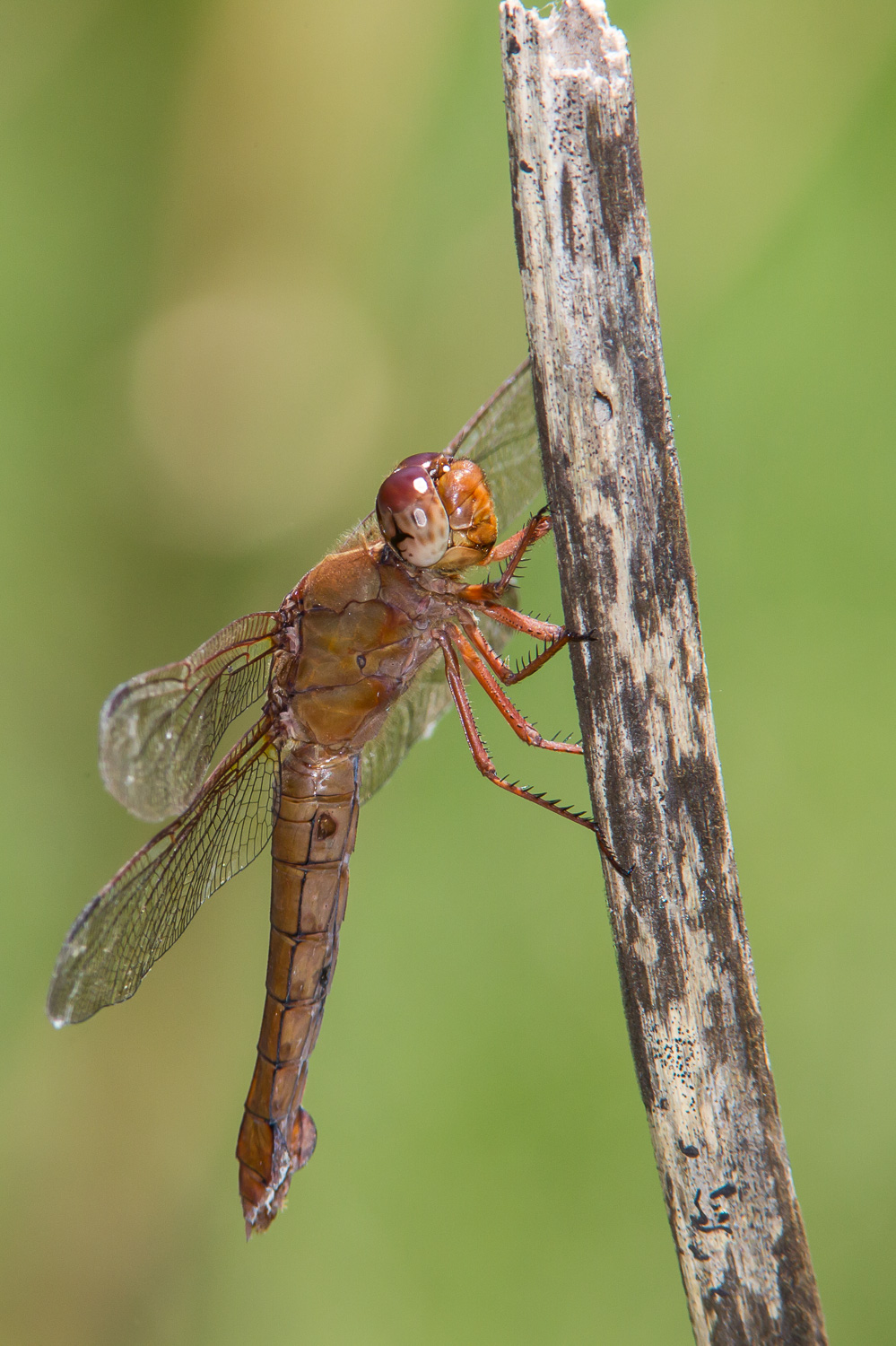 Neon Skimmer (Libellula croceipennis)