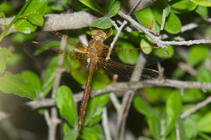 Orange Shadowdragon (Neurocordulia xanthosoma)