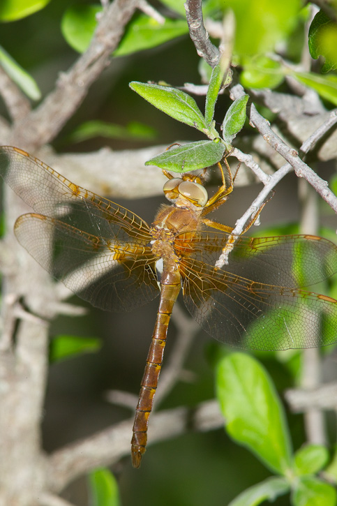 Orange Shadowdragon (Neurocordulia xanthosoma)
