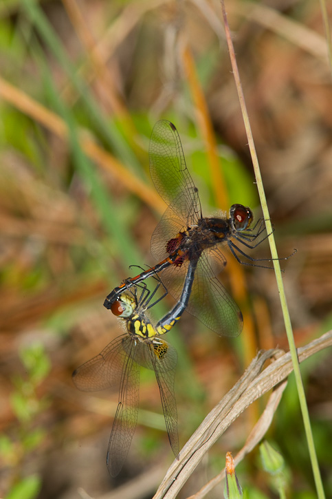 Ornate Pennant (Celithemis ornata) AKA Faded Pennant