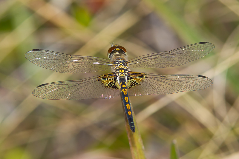 Ornate Pennant (Celithemis ornata) AKA Faded Pennant