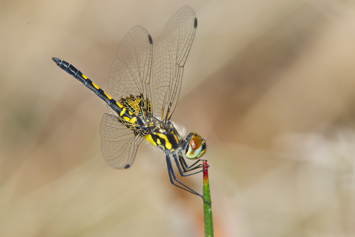 Ornate Pennant (Celithemis ornata) AKA Faded Pennant