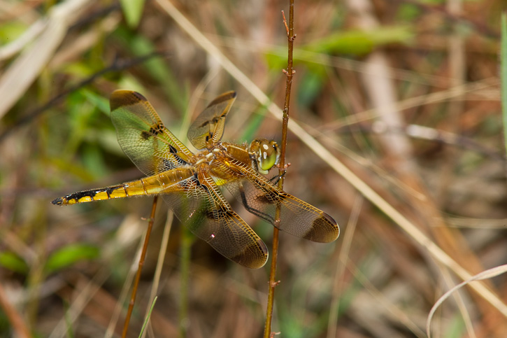 Painted Skimmer (Libellula semifasciata)