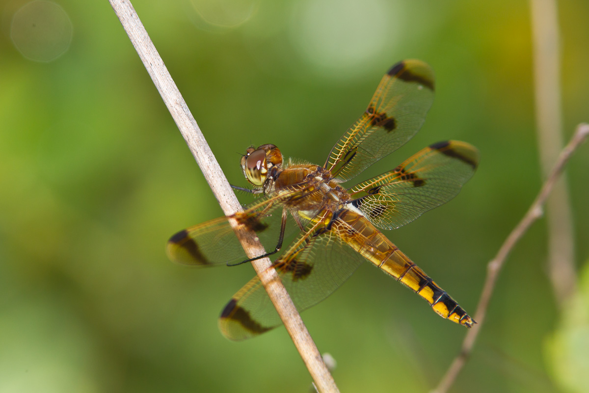 Painted Skimmer (Libellula semifasciata)