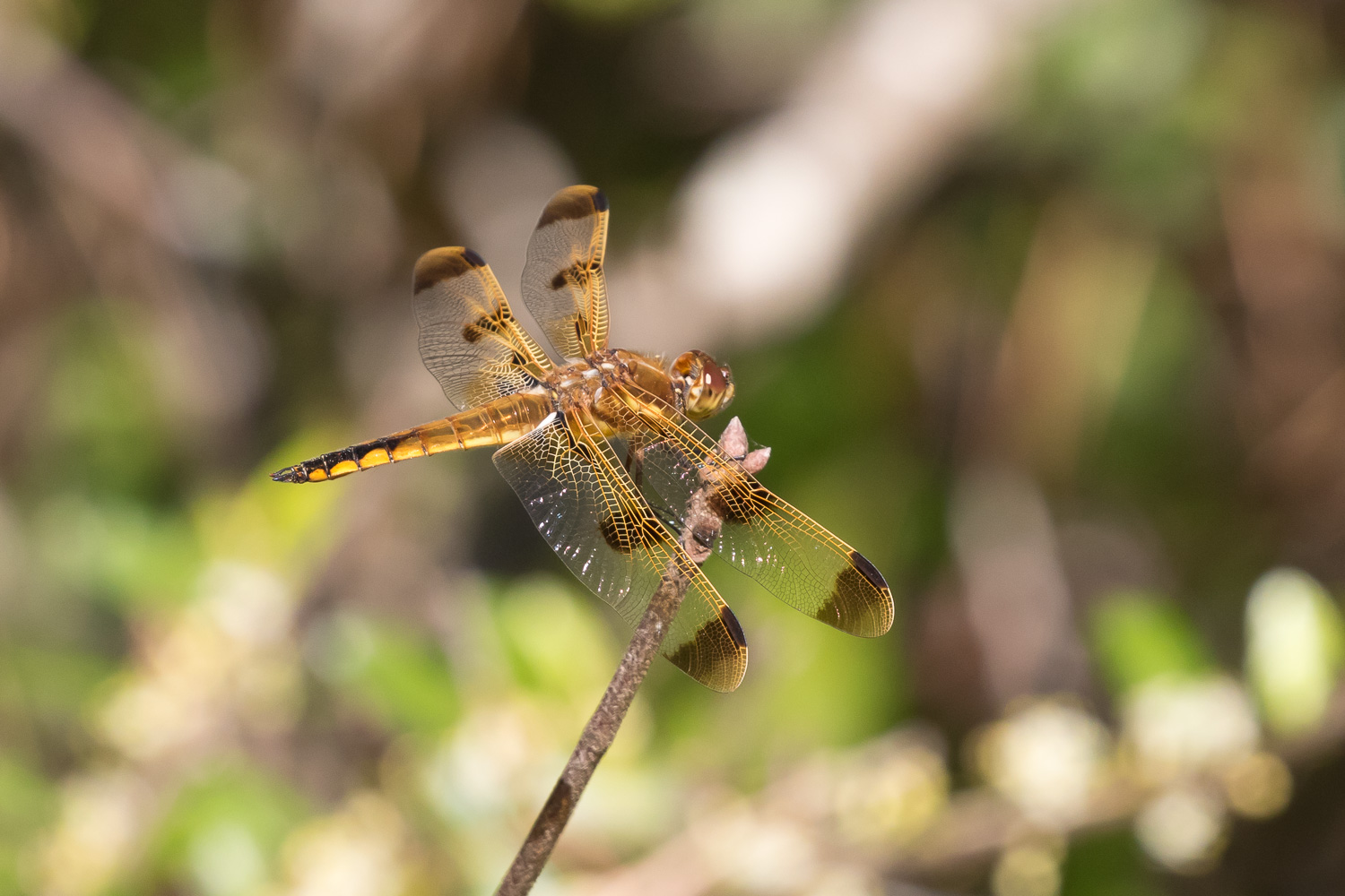 Painted Skimmer (Libellula semifasciata)