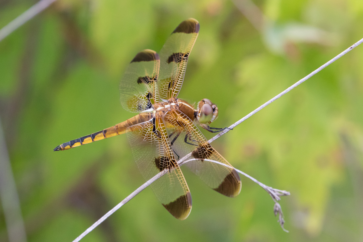 Painted Skimmer (Libellula semifasciata)