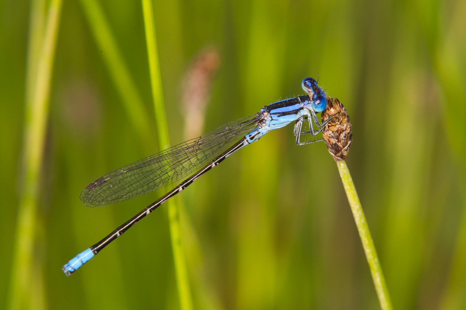 Paiute Dancer (Argia alberta)