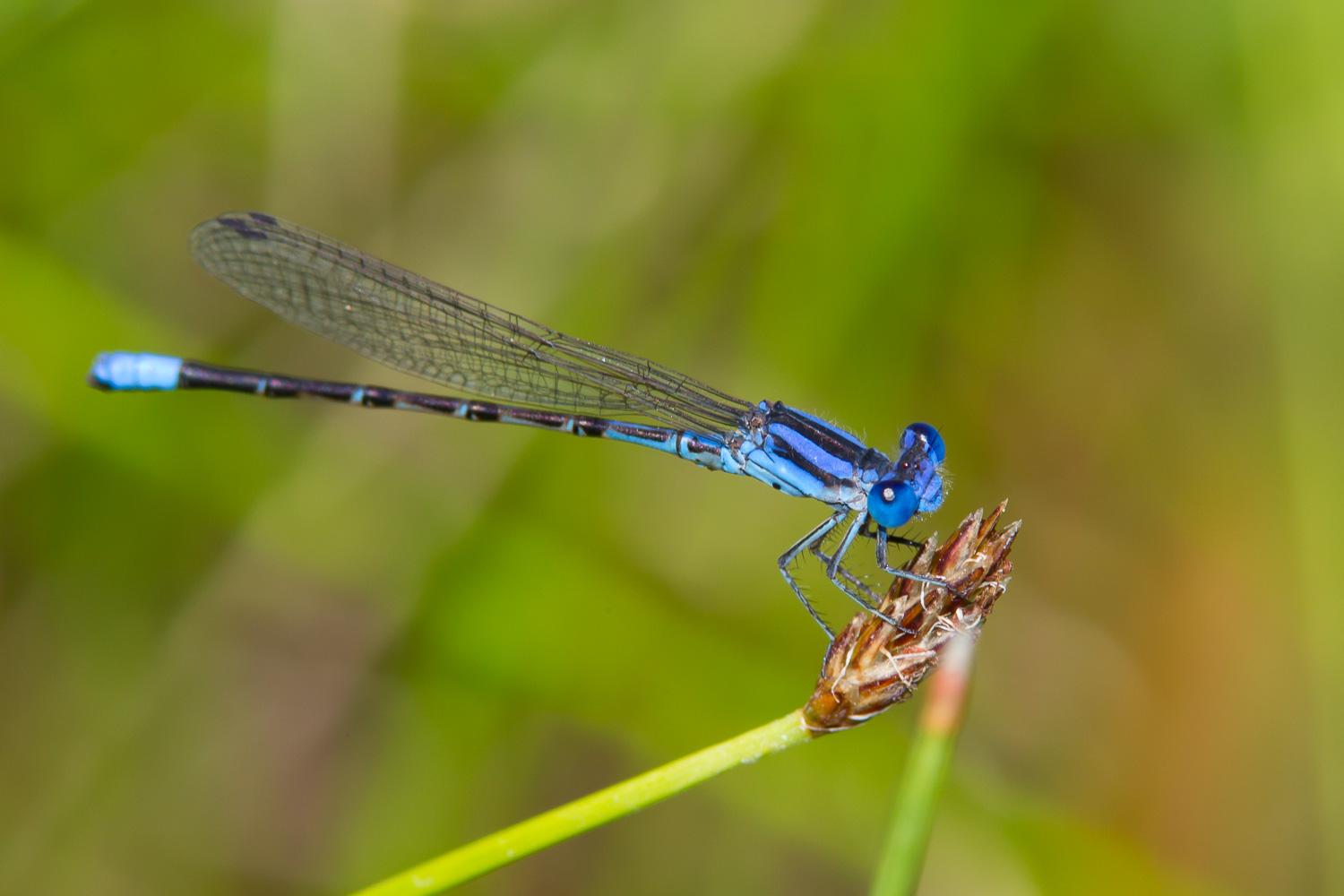 Paiute Dancer (Argia alberta)