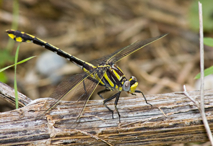 Plains Clubtail (Gomphus externus)