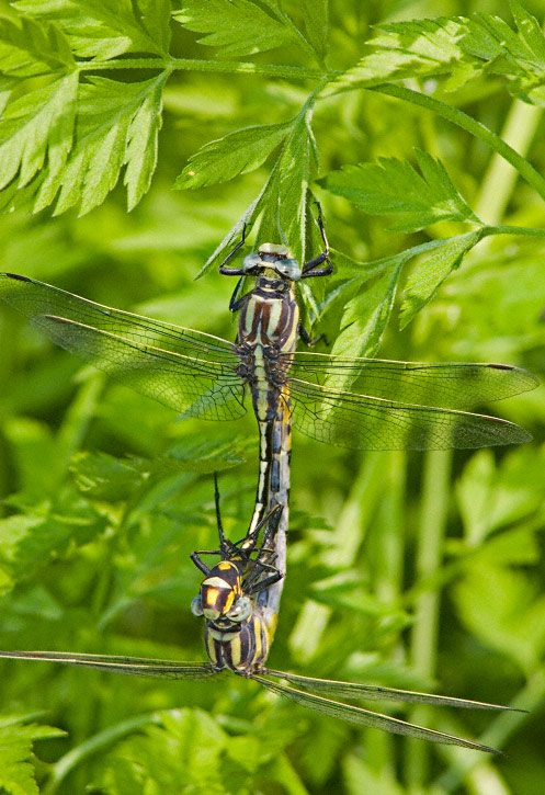 Plains Clubtail (Gomphus externus)