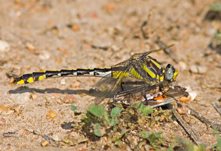 Plains Clubtail (Gomphus externus)