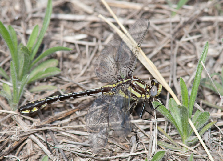 Plains Clubtail (Gomphus externus)