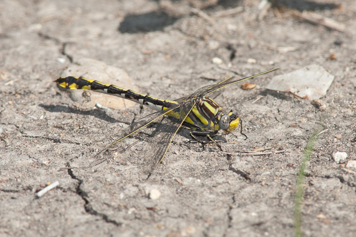 Plains Clubtail (Gomphus externus)