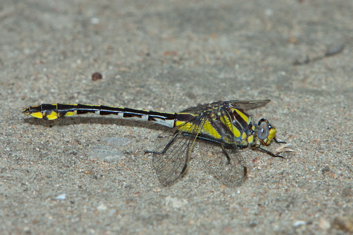 Plains Clubtail (Gomphus externus)
