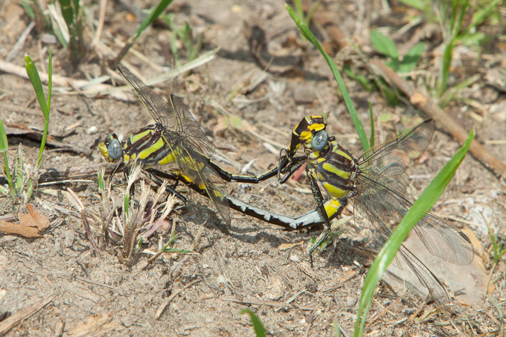 Plains Clubtail (Gomphus externus)