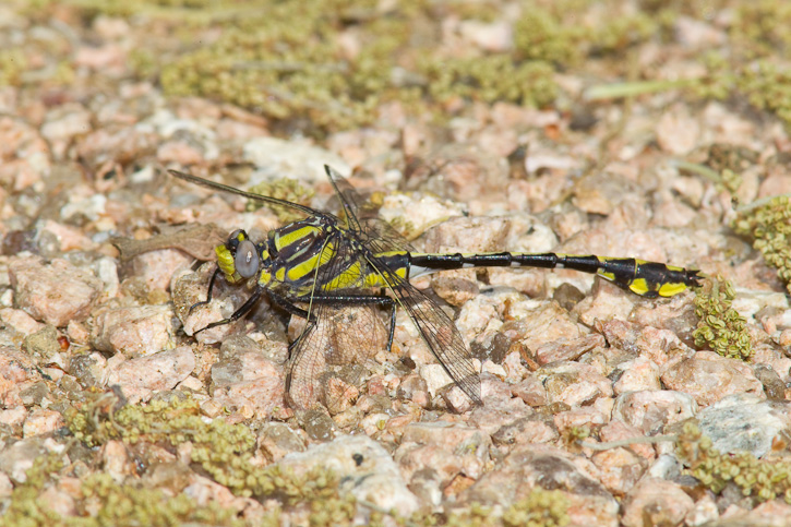 Plains Clubtail (Gomphus externus)