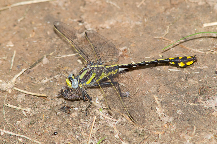 Plains Clubtail (Gomphus externus)