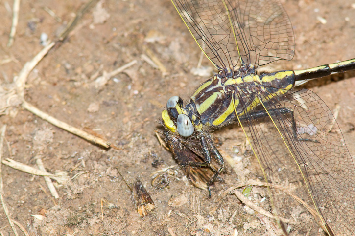 Plains Clubtail (Gomphus externus)