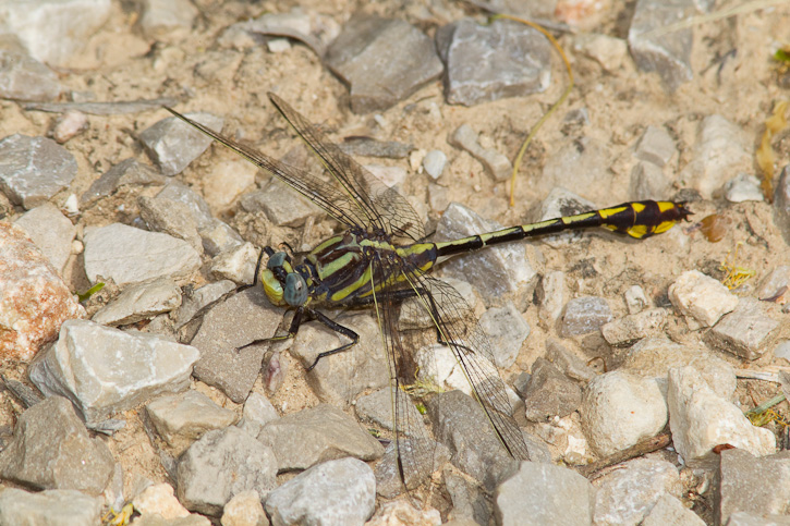 Plains Clubtail (Gomphus externus)