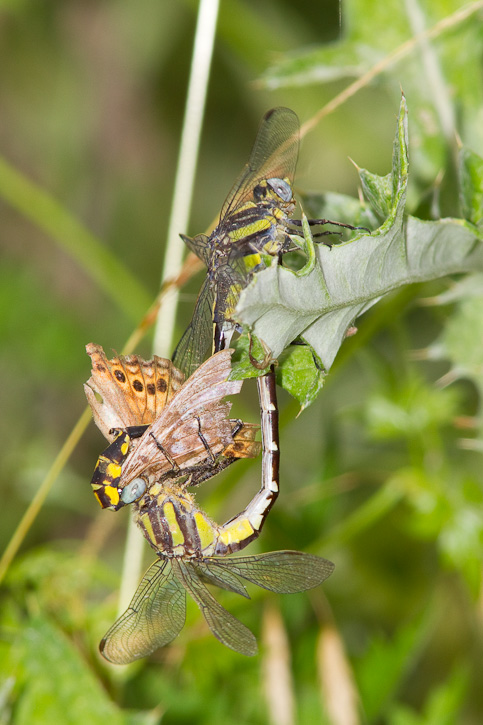 Plains Clubtail (Gomphus externus)