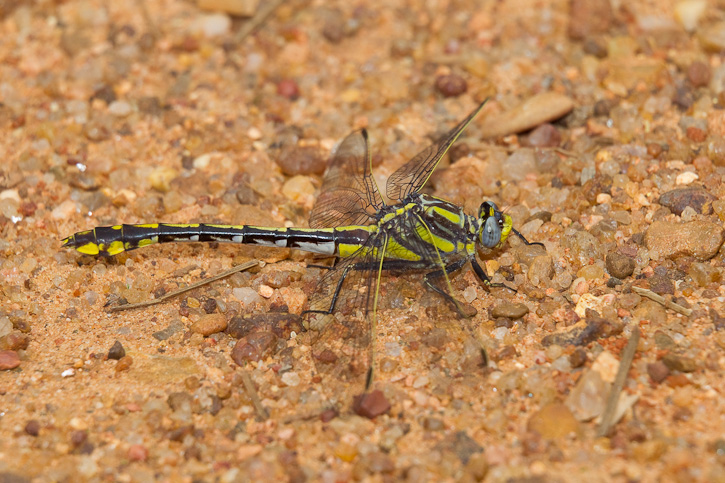 Plains Clubtail (Gomphus externus)