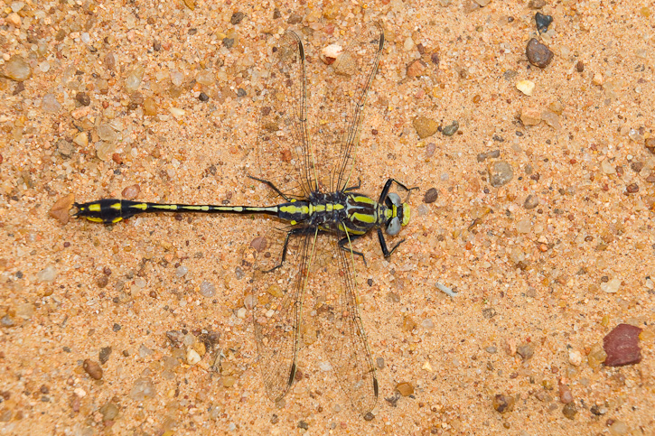 Plains Clubtail (Gomphus externus)