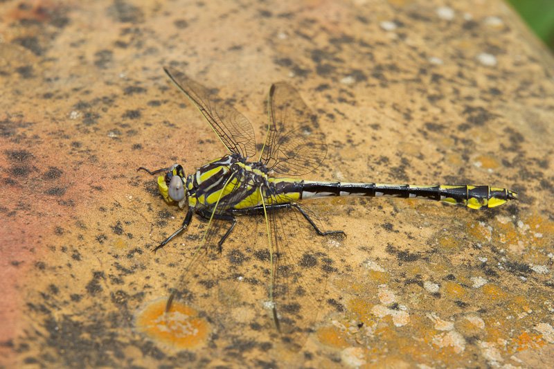 Plains Clubtail (Gomphus externus)