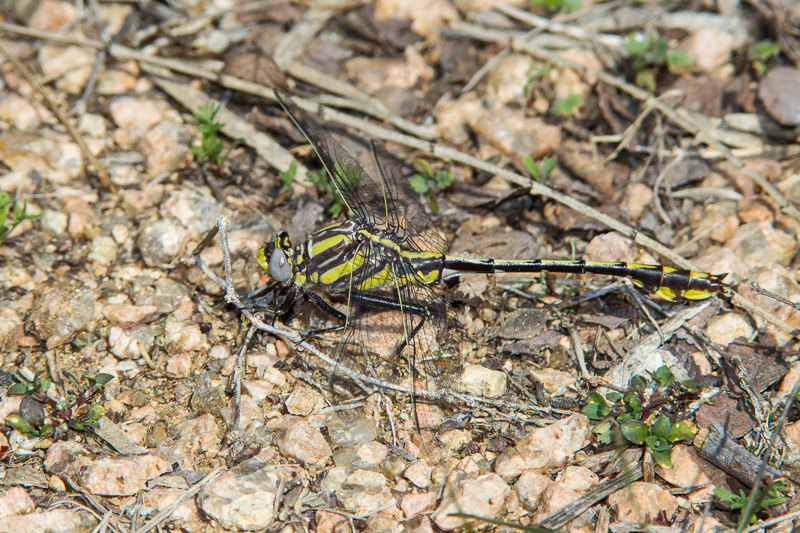 Plains Clubtail (Gomphus externus)