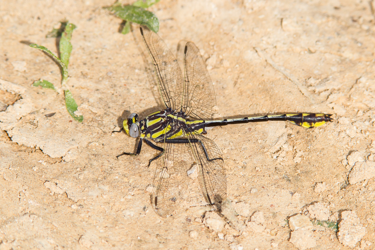 Plains Clubtail (Gomphus externus)