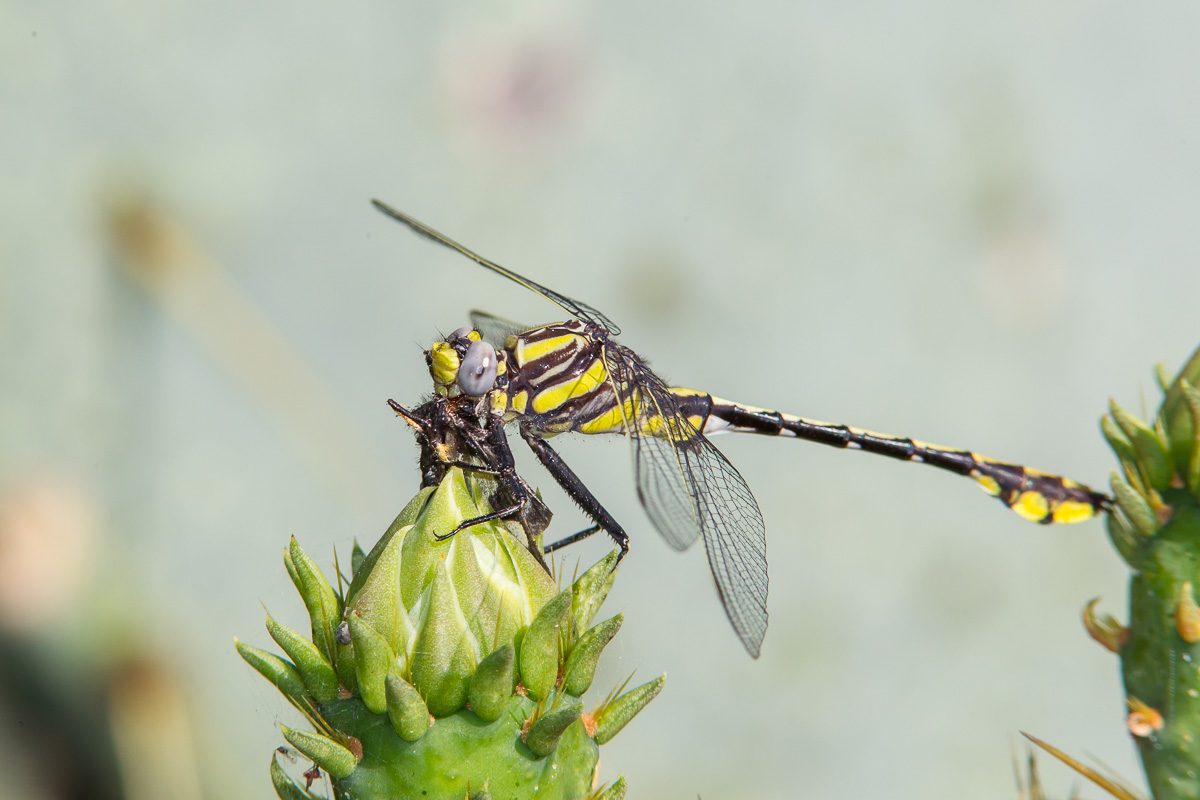 Plains Clubtail (Gomphus externus)