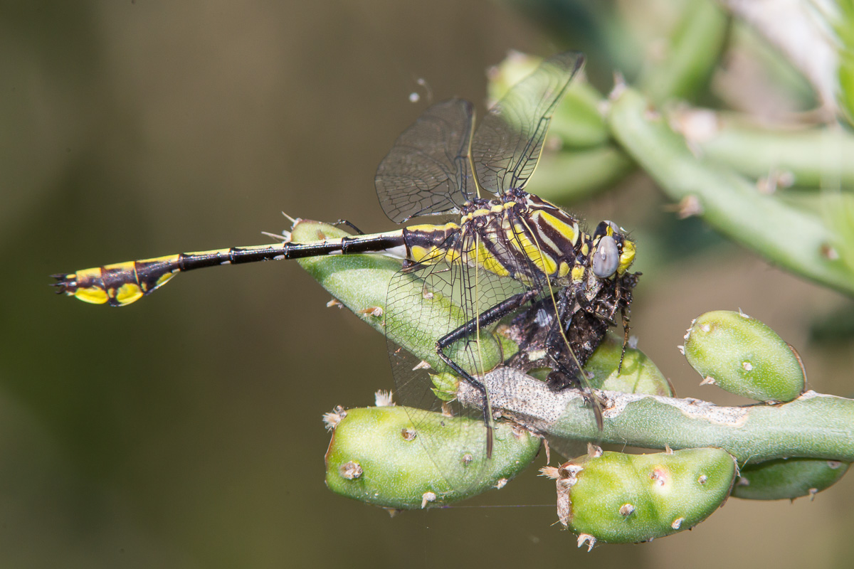 Plains Clubtail (Gomphus externus)