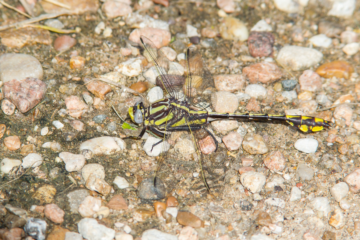 Plains Clubtail (Gomphus externus)
