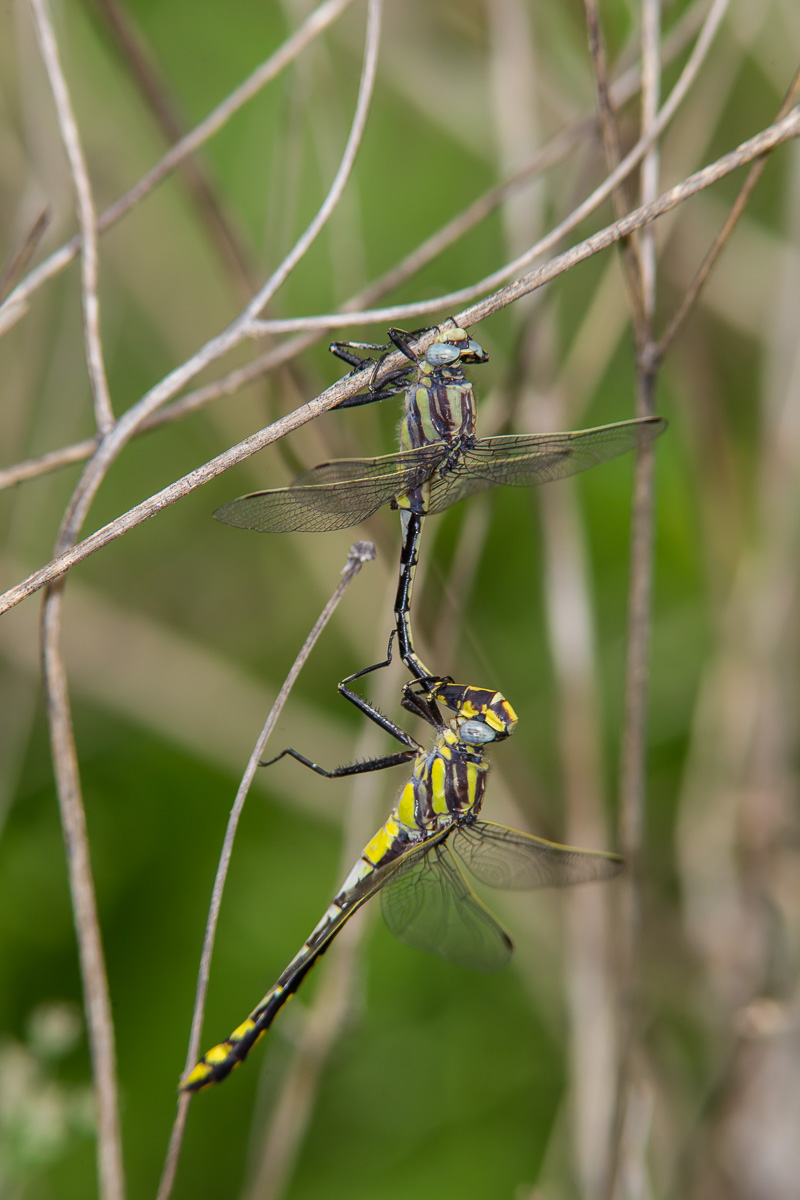 Plains Clubtail (Gomphus externus)