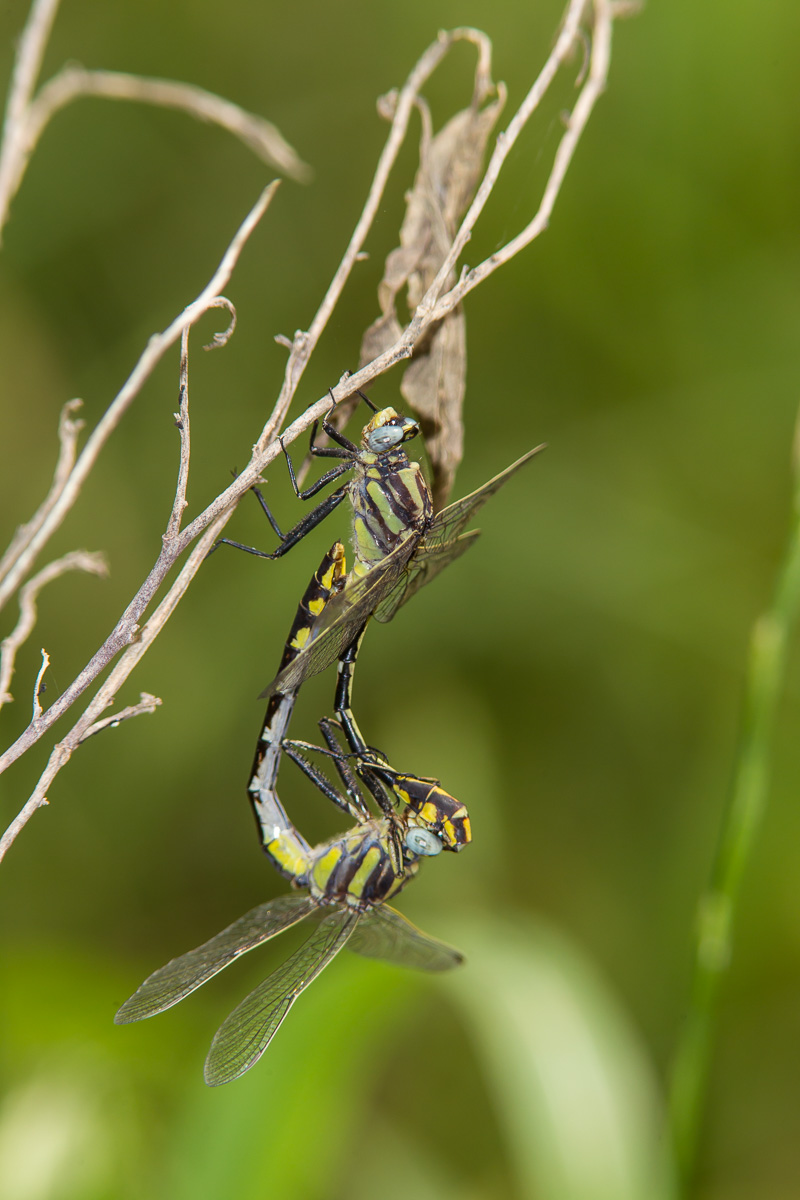 Plains Clubtail (Gomphus externus)