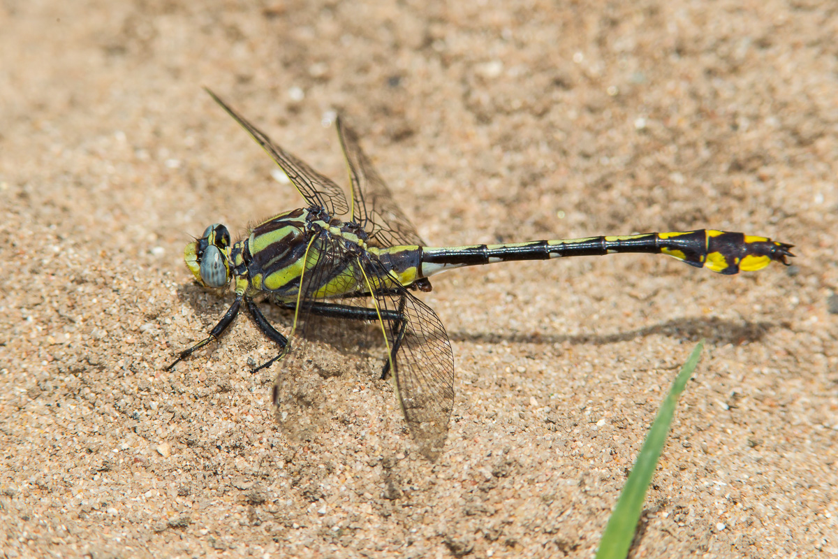 Plains Clubtail (Gomphus externus)