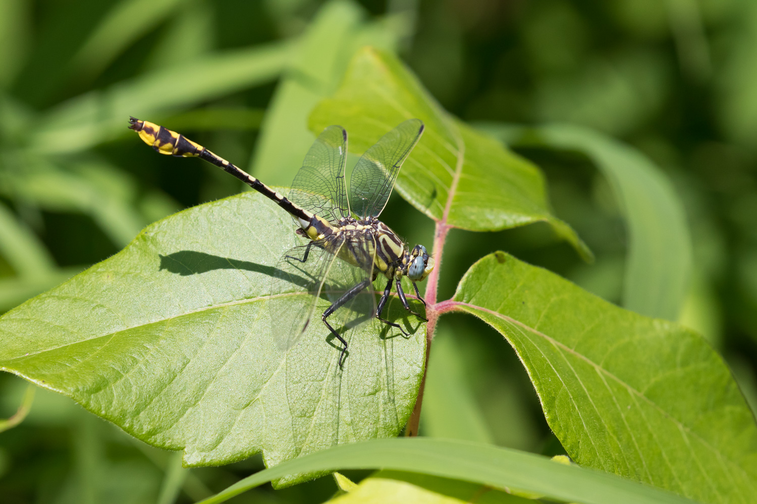 Plains Clubtail (Gomphus externus)