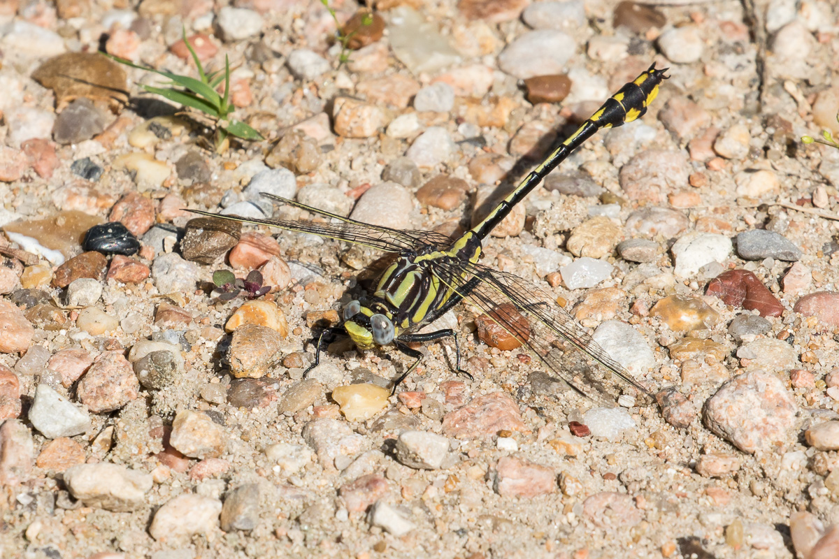Plains Clubtail (Gomphus externus)