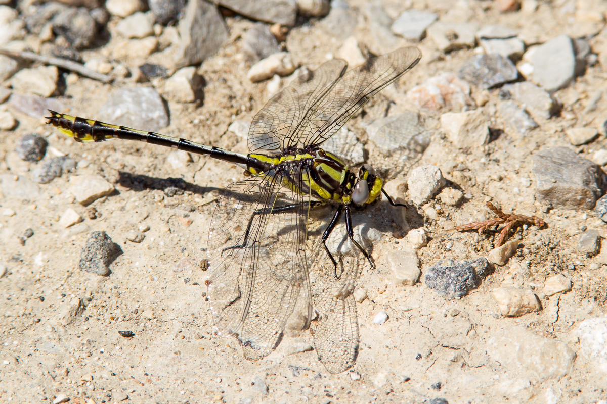 Plains Clubtail (Gomphus externus)