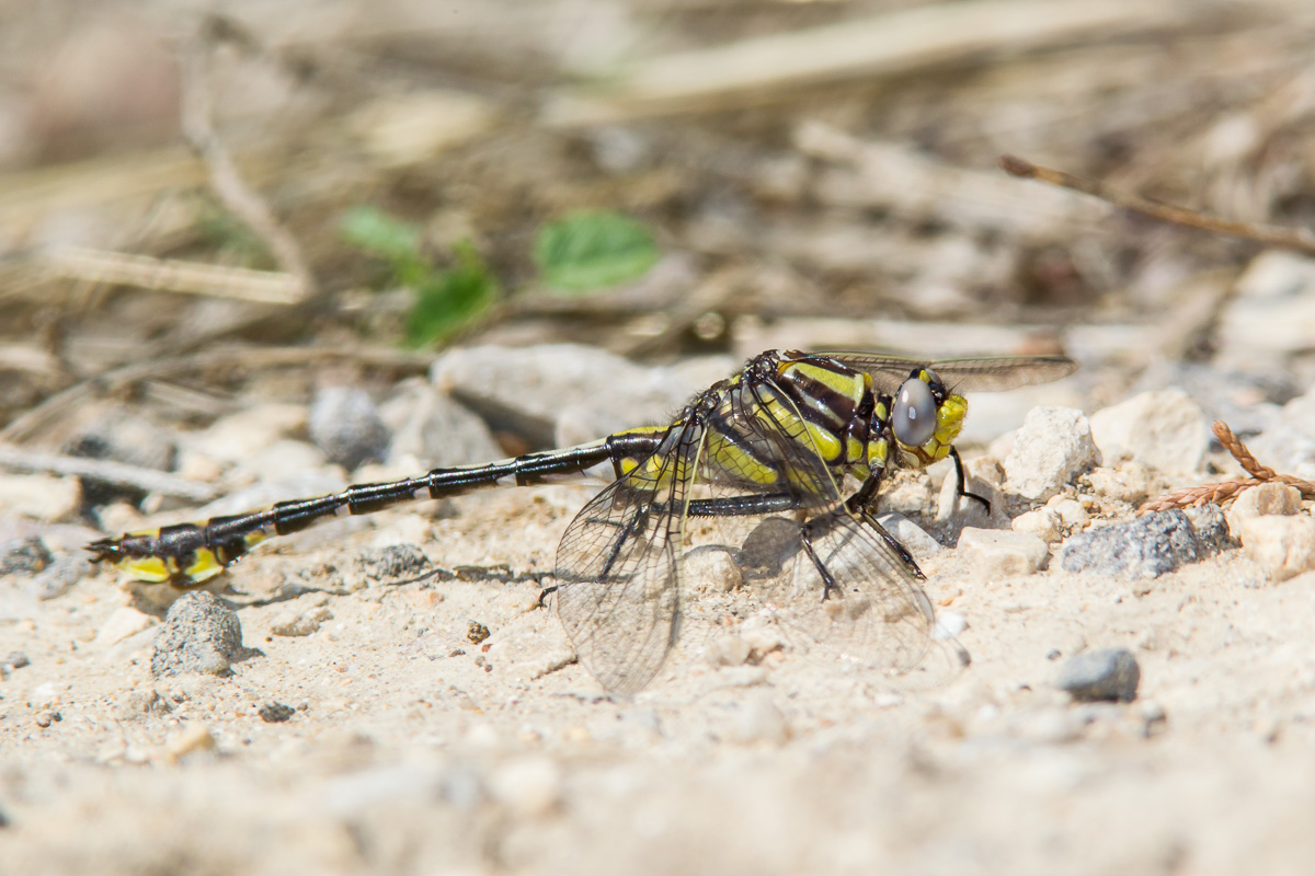 Plains Clubtail (Gomphus externus)
