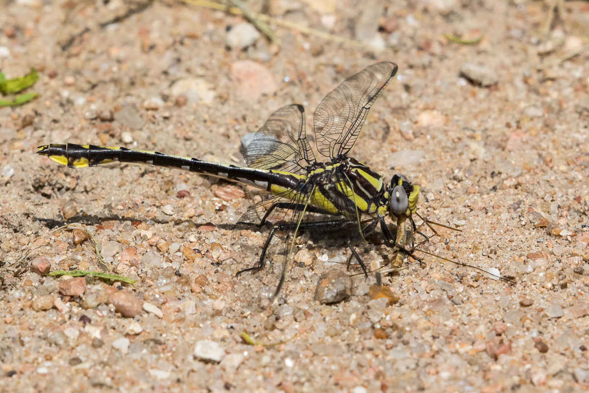 Plains Clubtail (Gomphus externus)