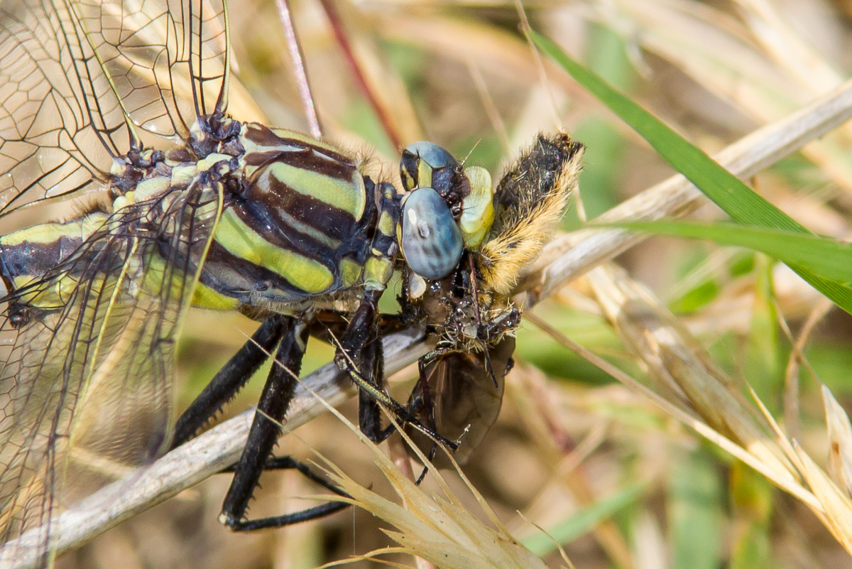 Plains Clubtail (Gomphus externus)