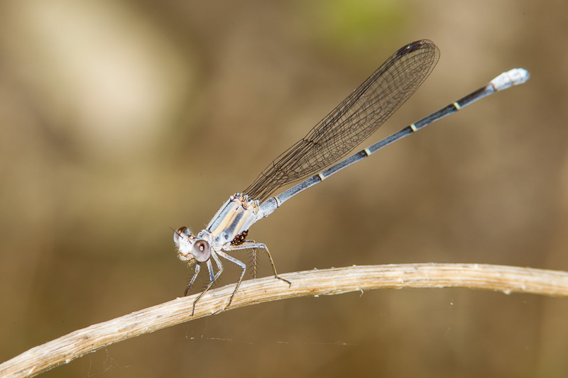 Powdered Dancer (Argia moesta)