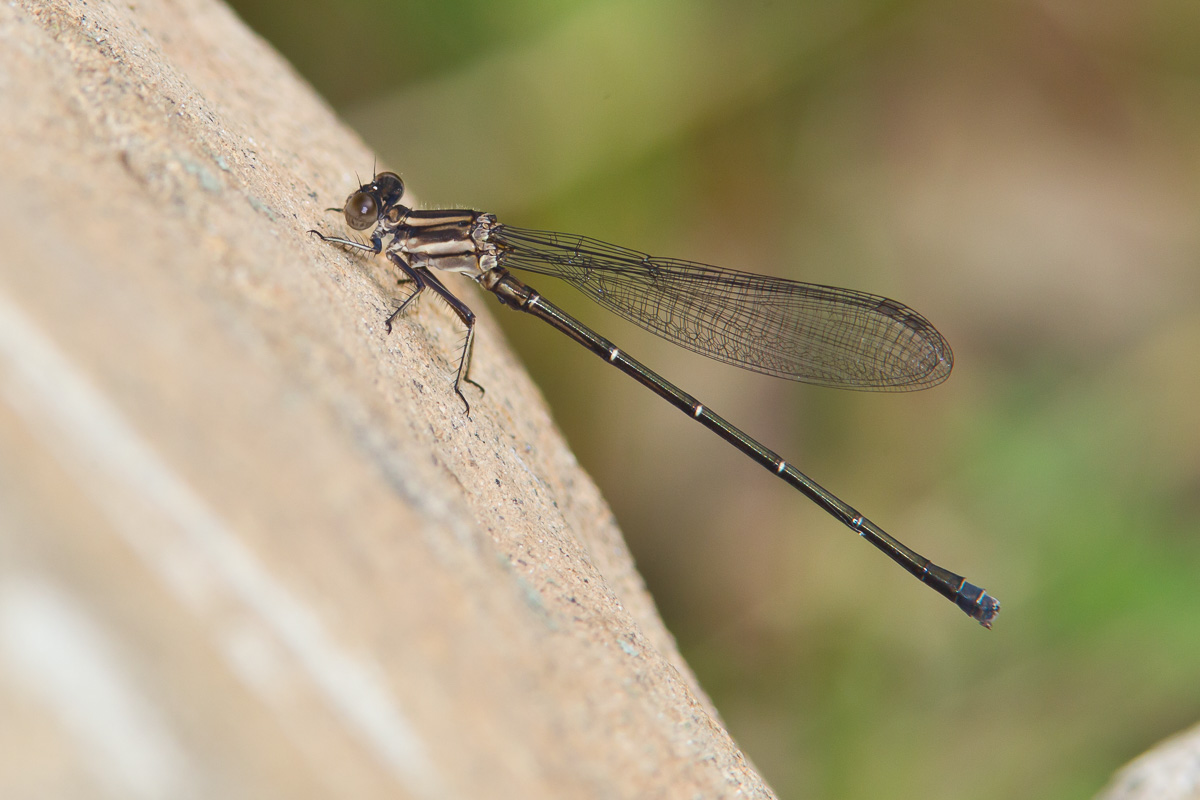 Powdered Dancer (Argia moesta)