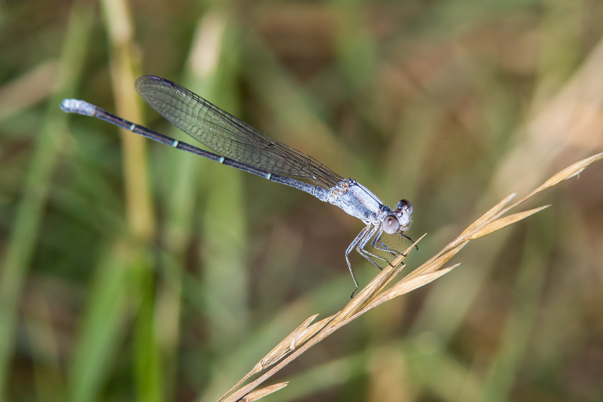 Powdered Dancer (Argia moesta)