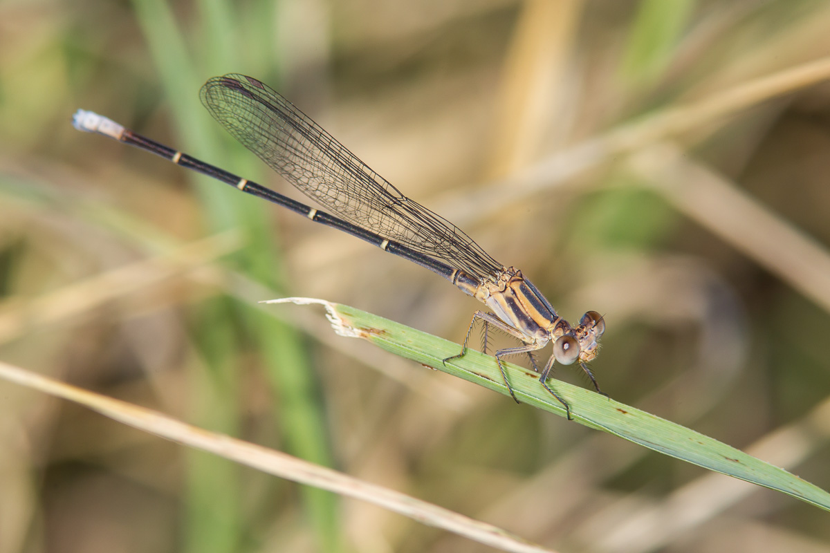 Powdered Dancer (Argia moesta)