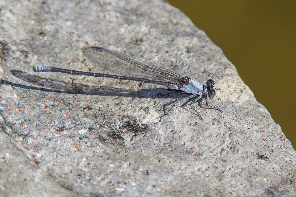 Powdered Dancer (Argia moesta)