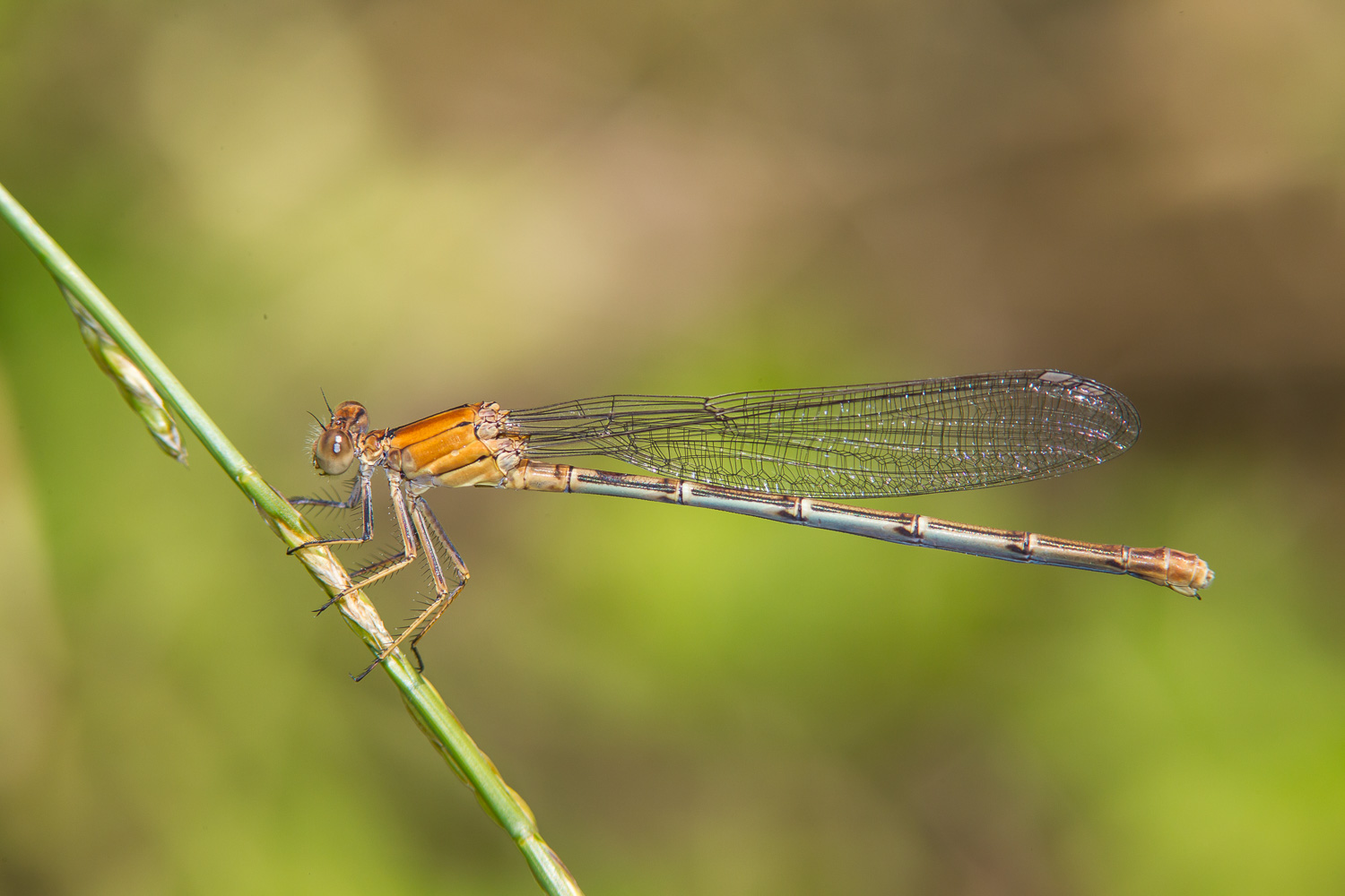 Powdered Dancer (Argia moesta)