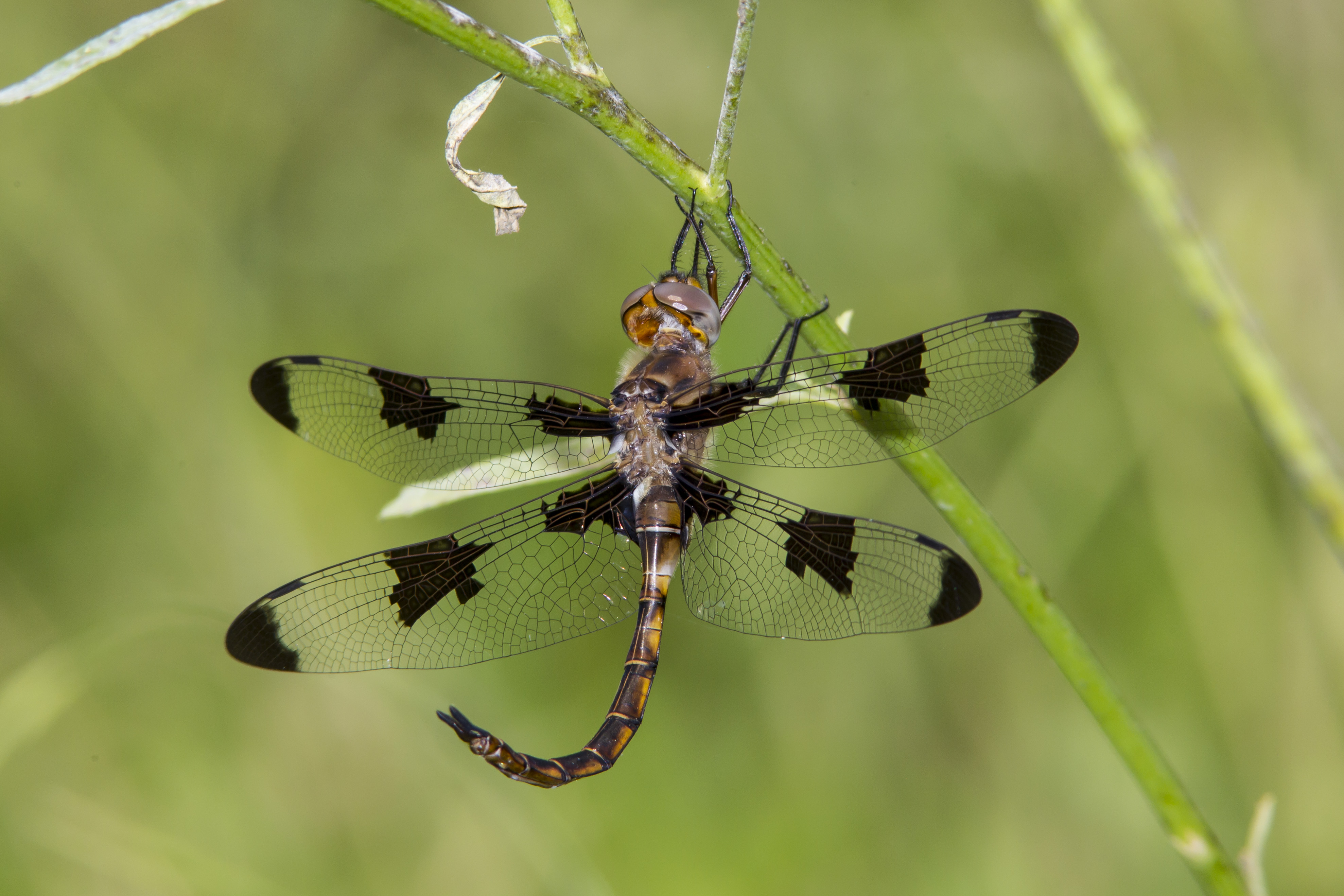 Prince Baskettail (Epitheca [Epicordulia] princeps)
