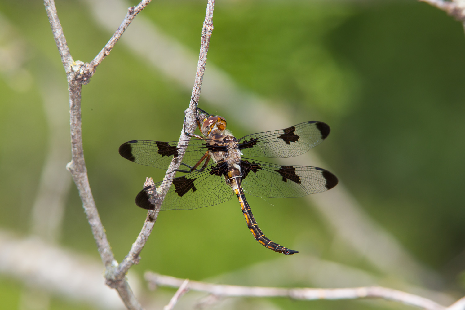 Prince Baskettail (Epitheca [Epicordulia] princeps)